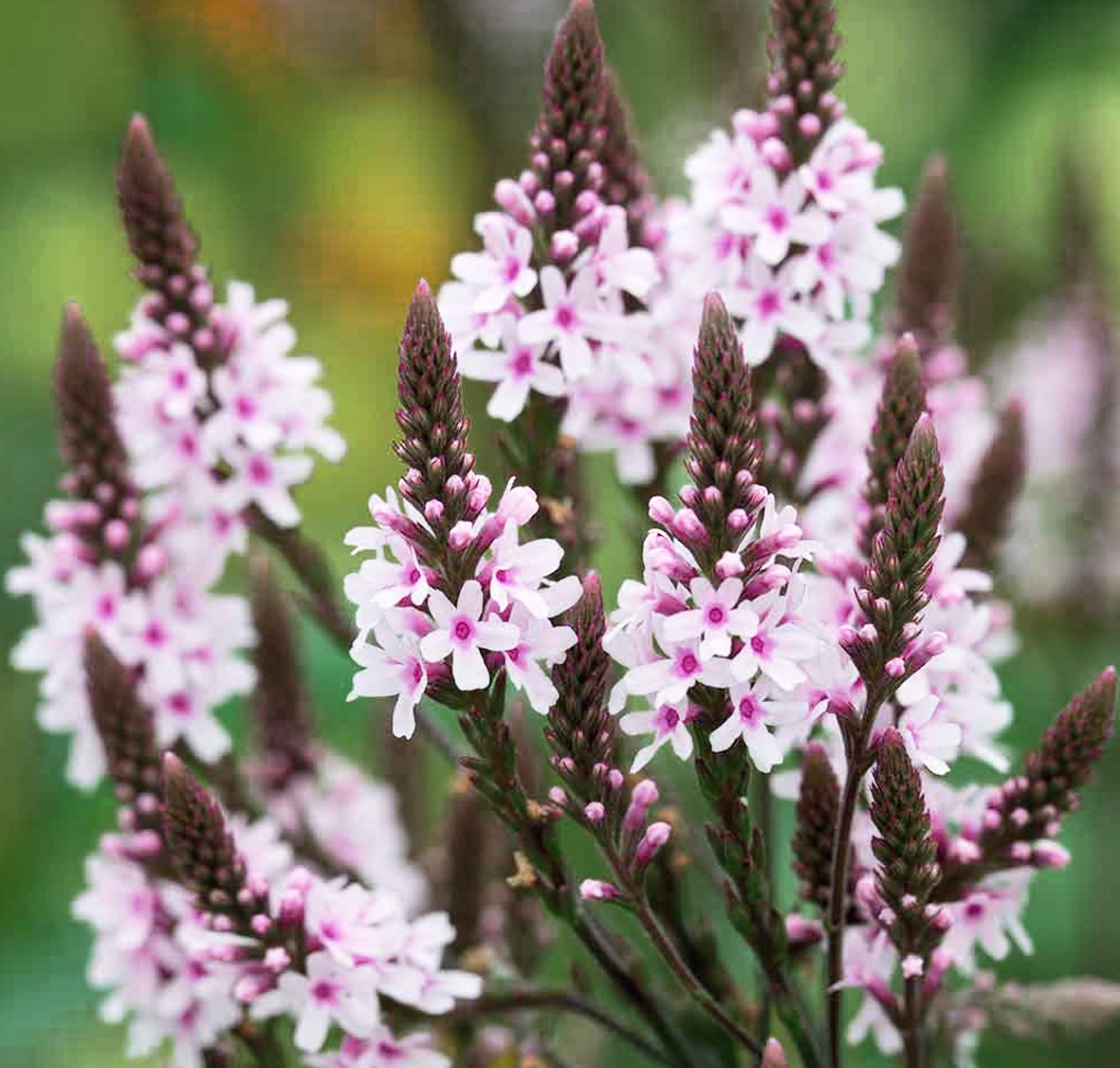 Verbena hastata 'Pink Spires' PINK SPIRES VERVAIN - SeedScape