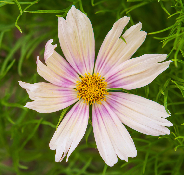 Cosmos bipinnatus 'Apricot Lemonade' - SeedScape Cosmos bipinnatus 'Apricot Lemonade' - SeedScape