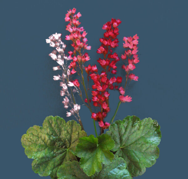 Heuchera sanguinea 'Bressingham Hybrids' BRESSINGHAM CORAL BELLS ...